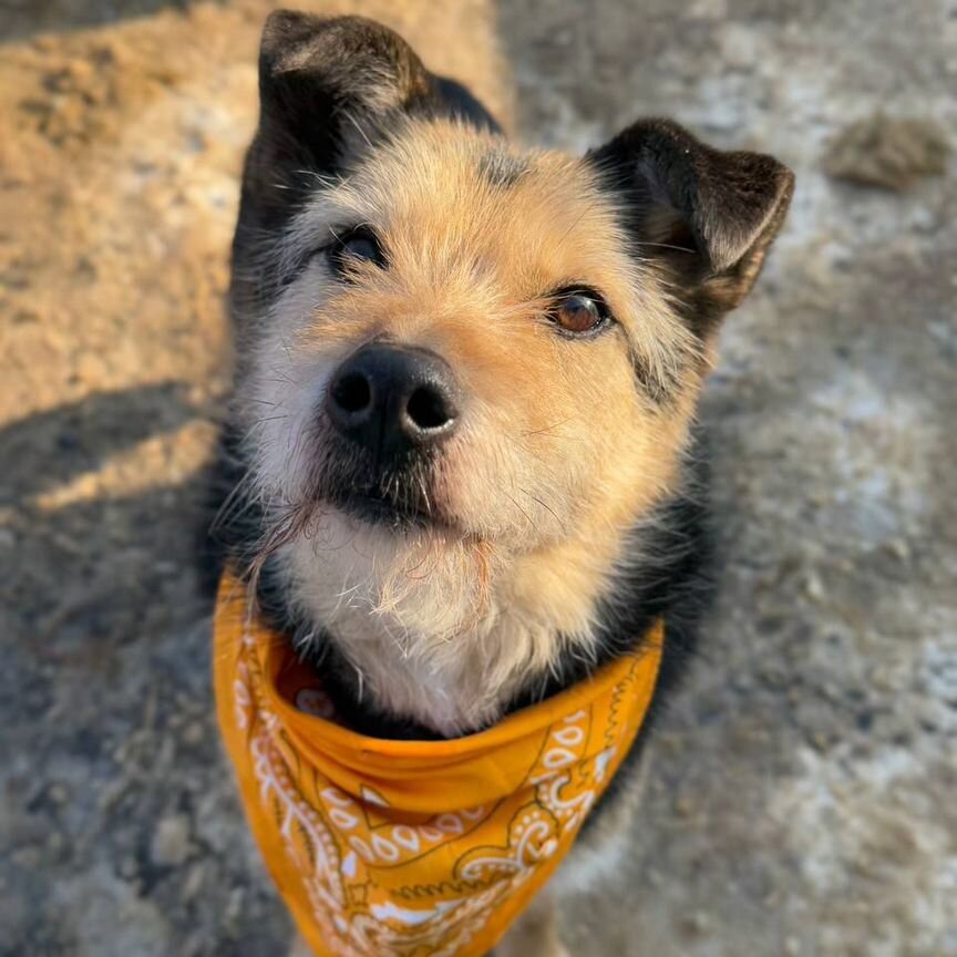 Бредли в добрые руки