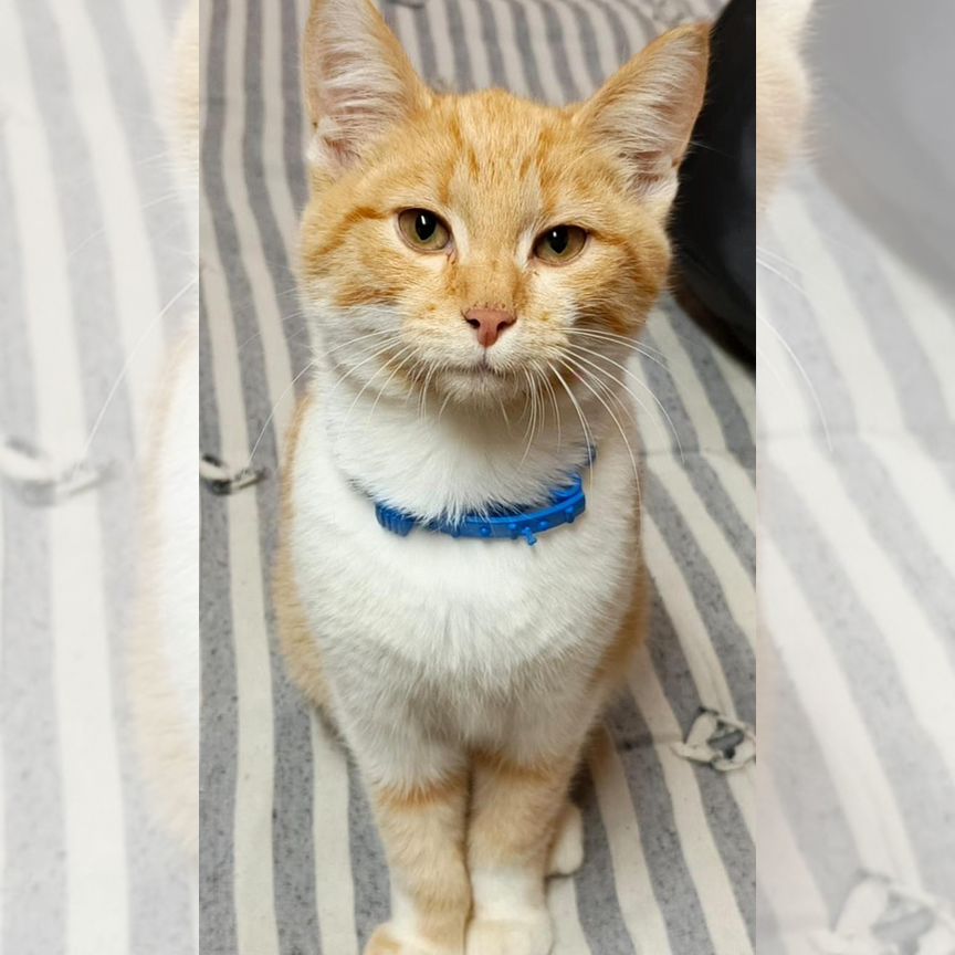 Эгейский котёнок