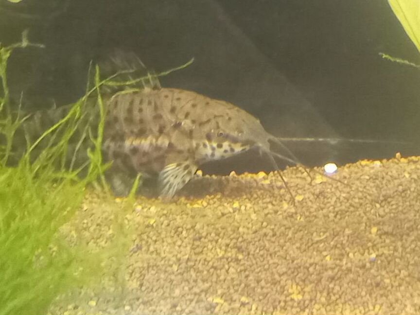 Сом таракатум 10 см