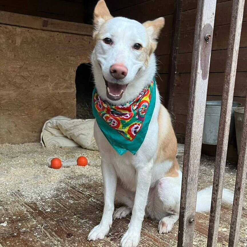 Взрослая собака в добрые руки