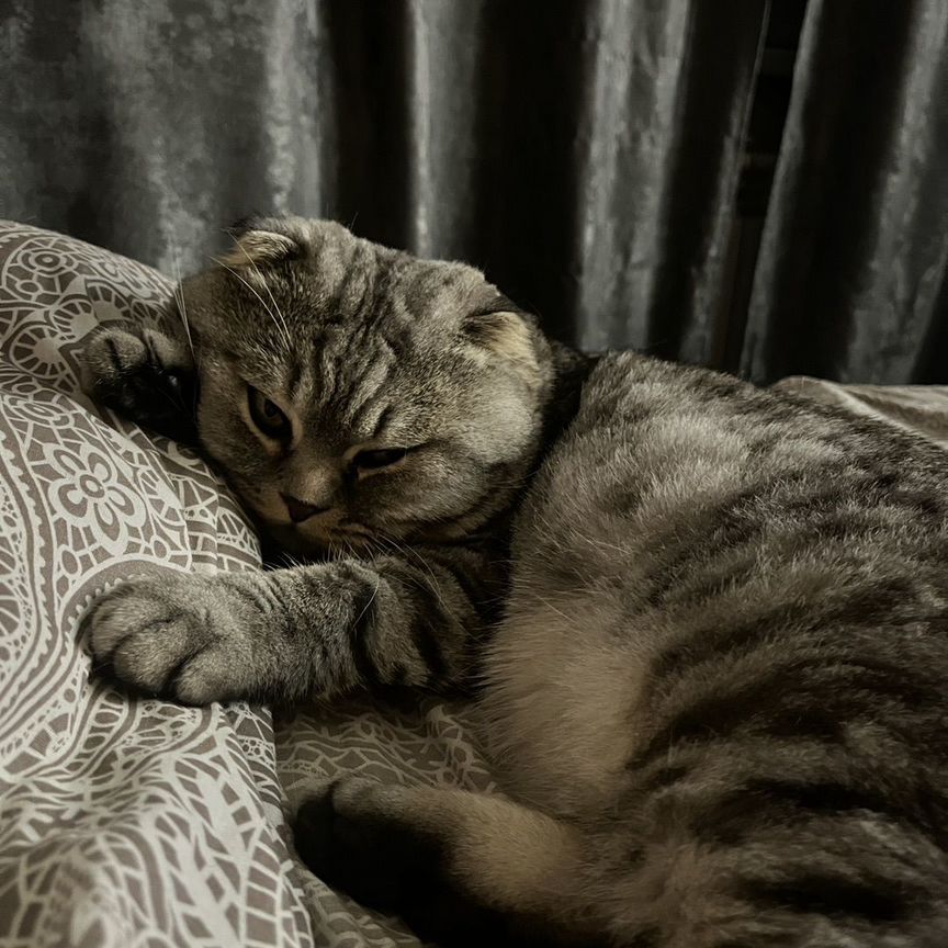 Шотландский вислоухий котик на вязку