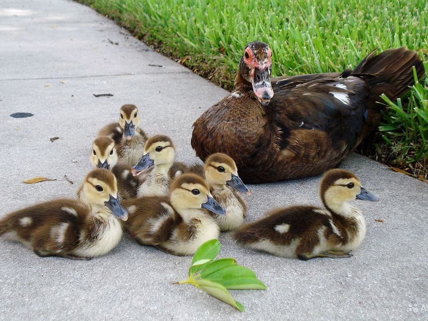 Индоутята суточные