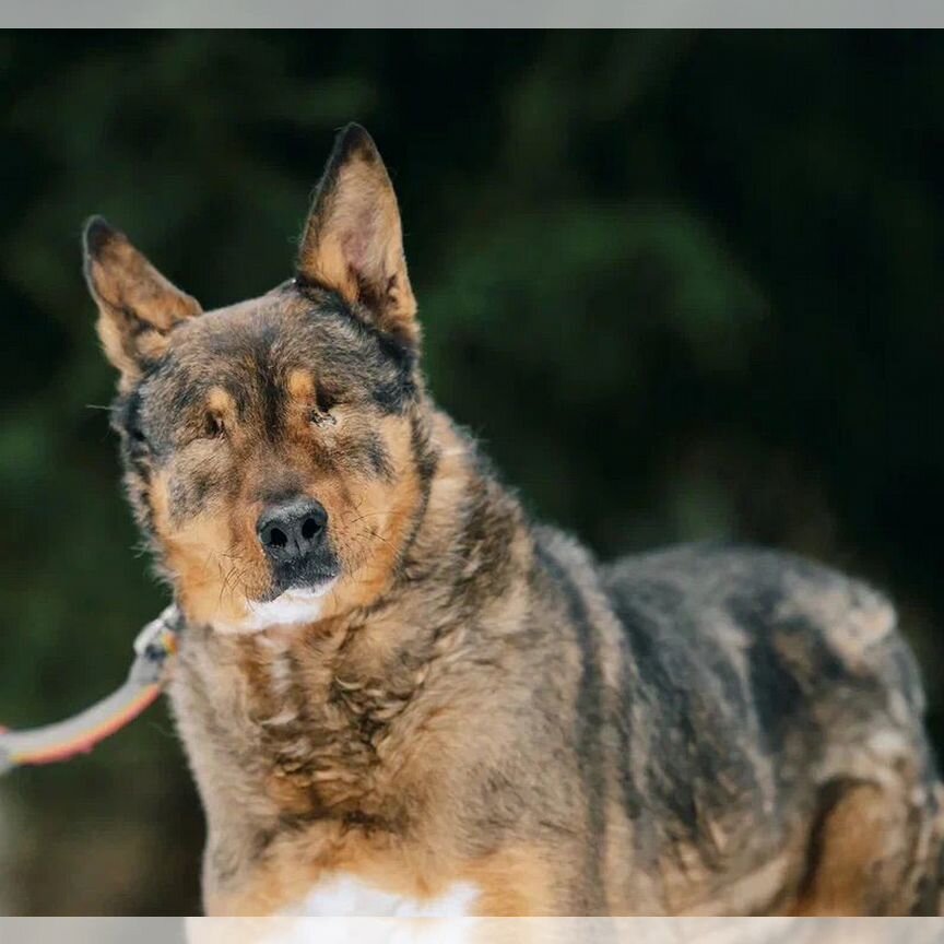 Особенная Джулия из приюта бесплатно в добрые