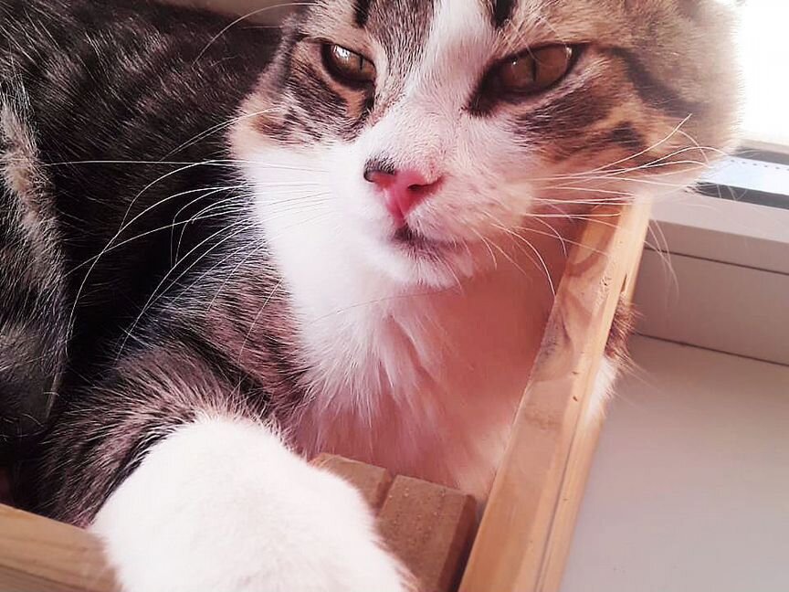 Котенок 7 мес