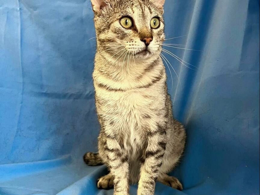 Котик ищет семью