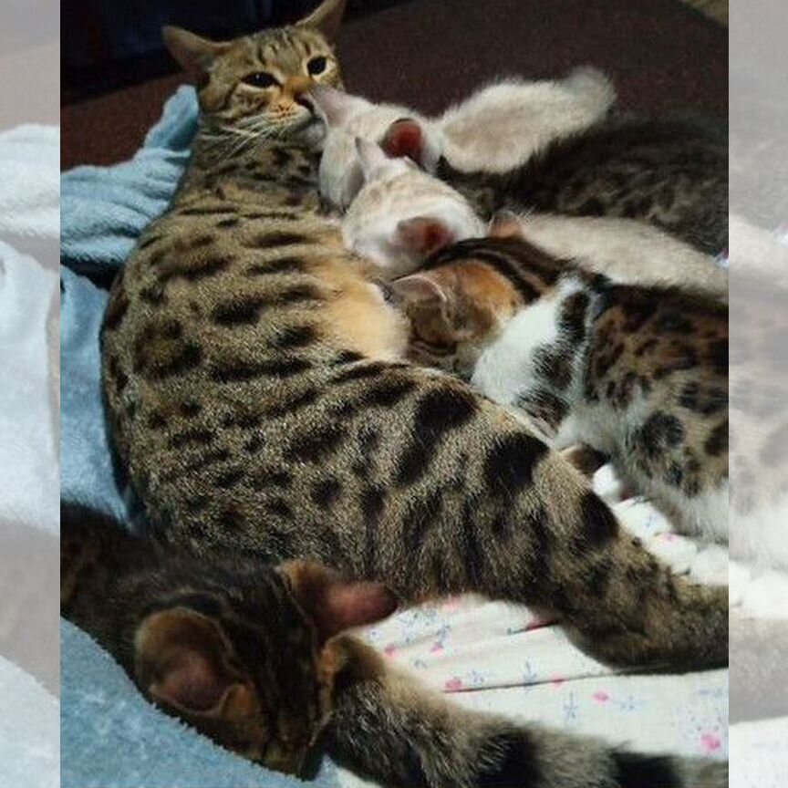 Бенгальские котята
