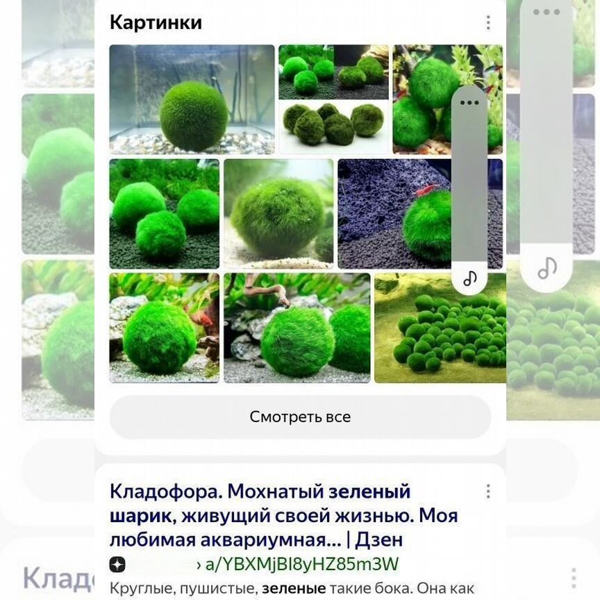 Кладофора шаровидная