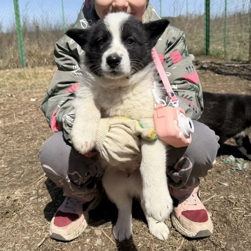 Лайка, щенок