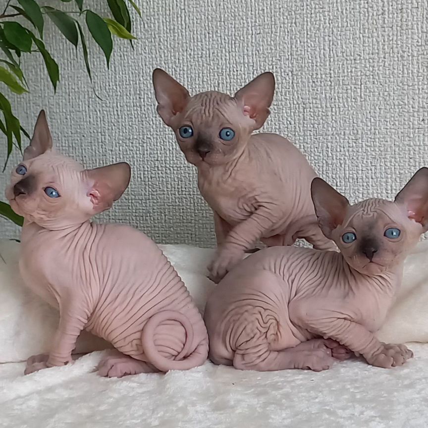 Канадский сфинкс котенок