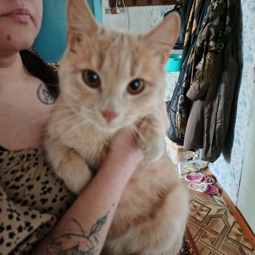 Котёнок в добрые руки