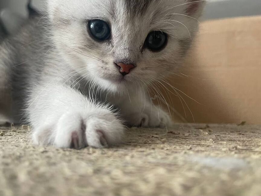 Котята серебристой шиншиллы