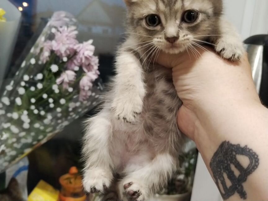 Котята