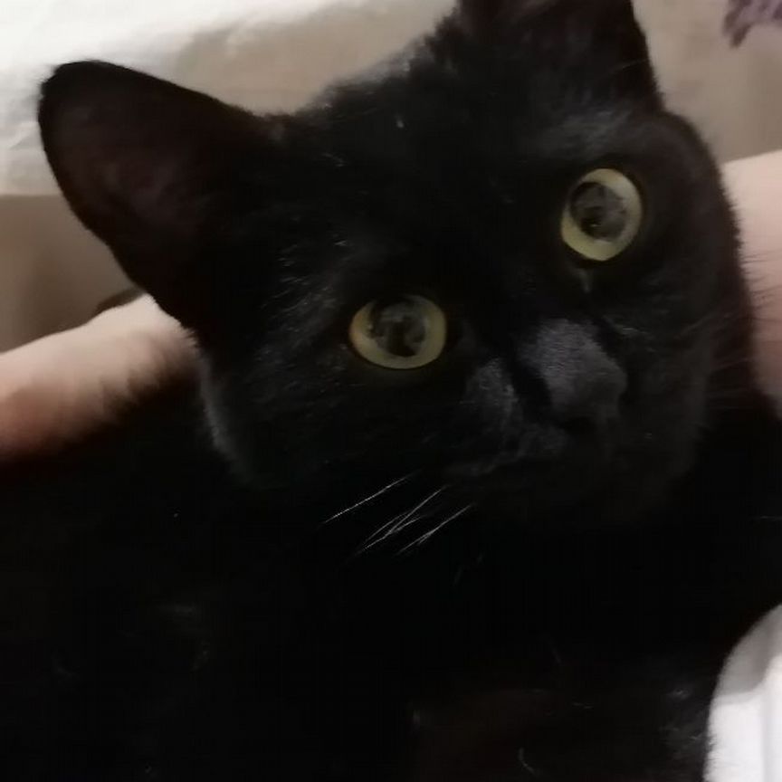Котенок