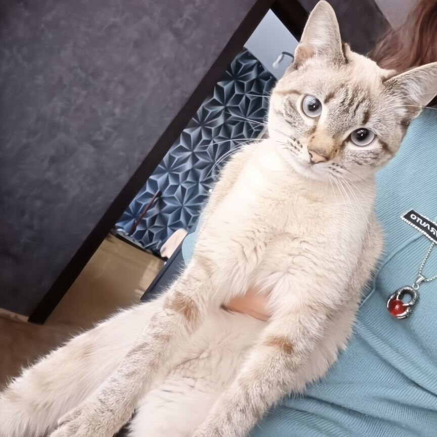 Взрослая, кошка в добрые руки