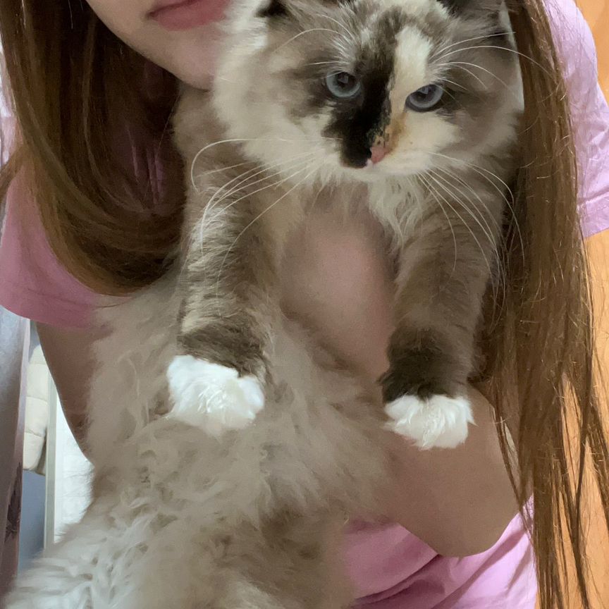 Кошка в добрые руки посесь