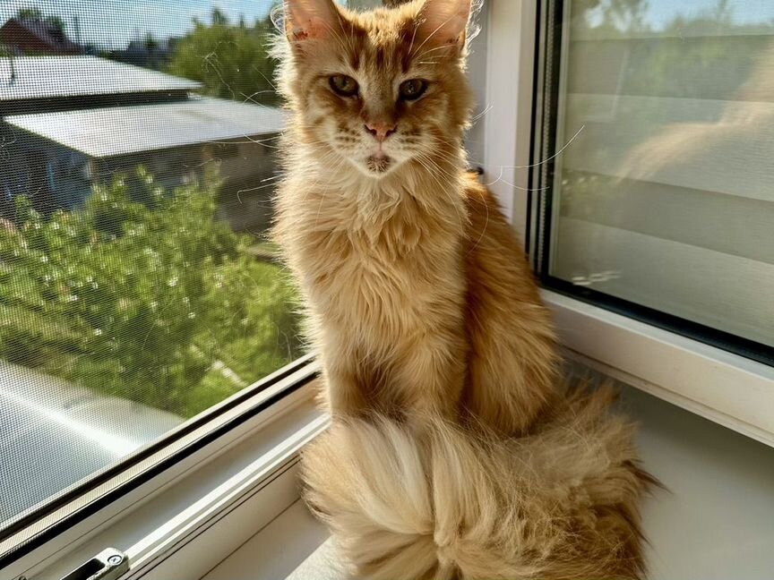 Котенок мейн-кун
