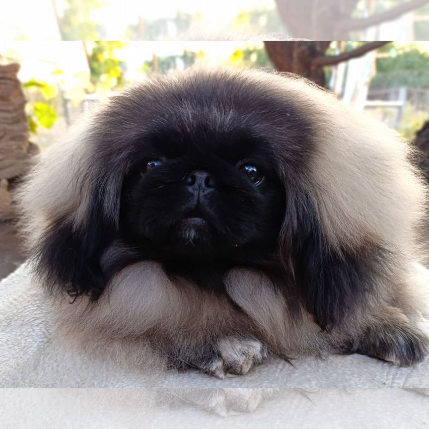 Щенки пекинеса Москва