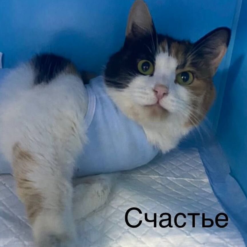 Возьмёт Счастье в дом