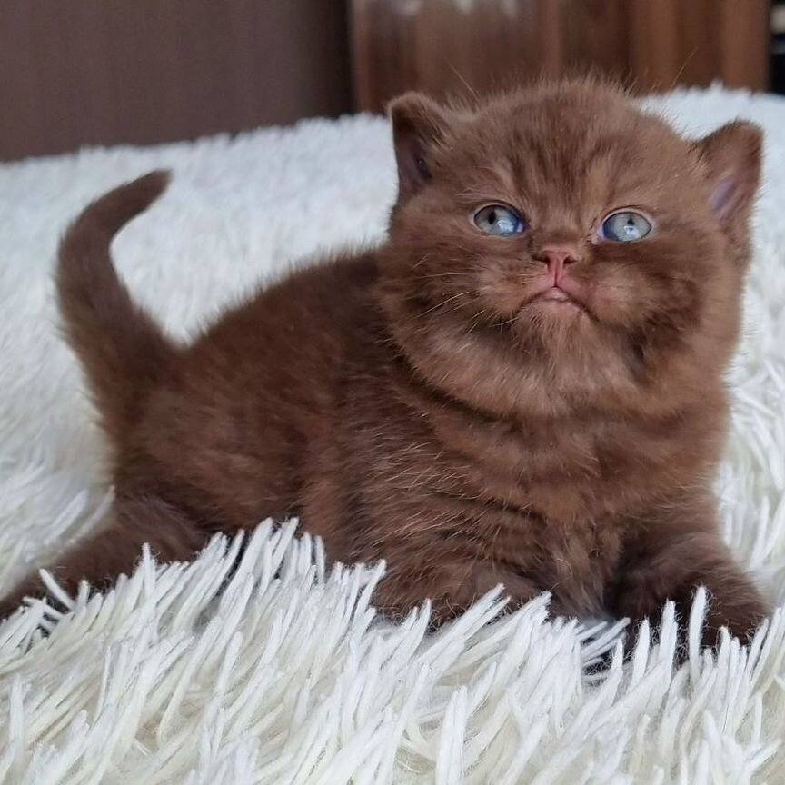 Британский короткошёрстный котёнок