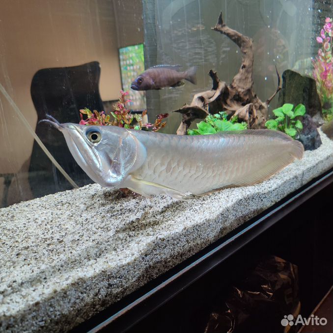 Серебряная Аравана (Osteoglossum bicirrhosum)