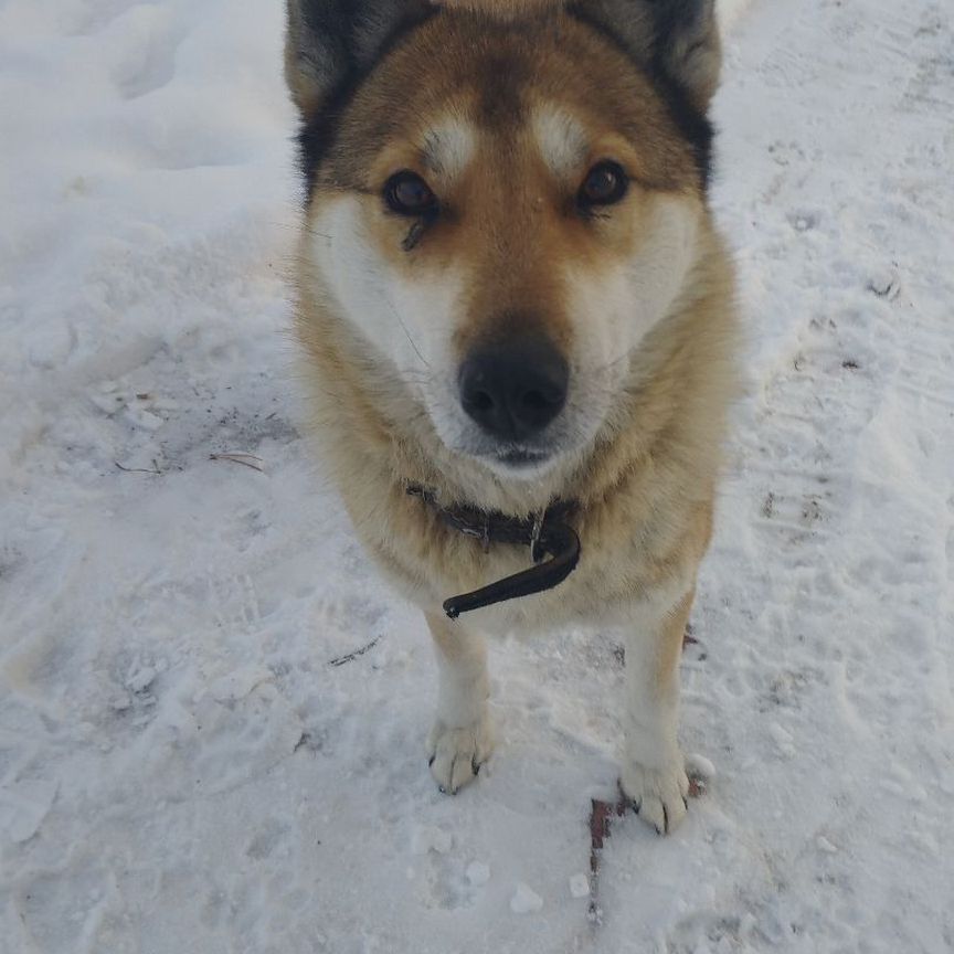 Лайка