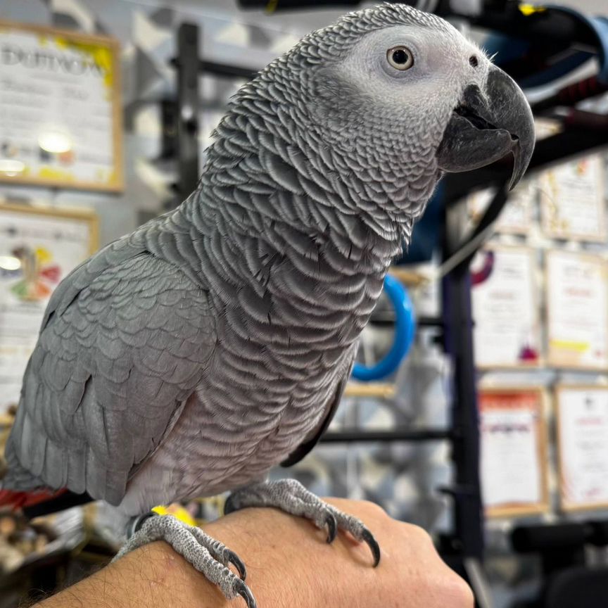 Говорящий попугай