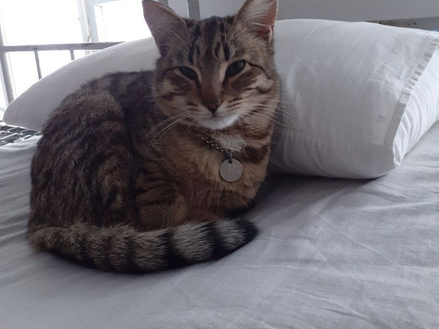 Кошка