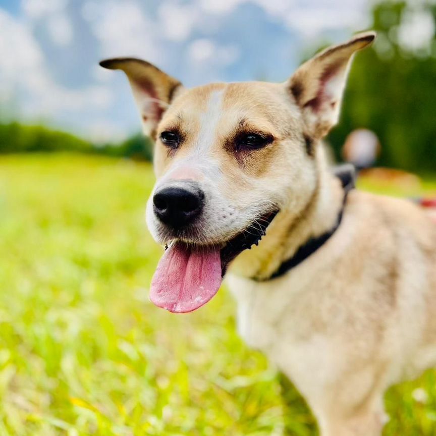 Весёлая Бренди из приюта ждёт лучшего хозяина