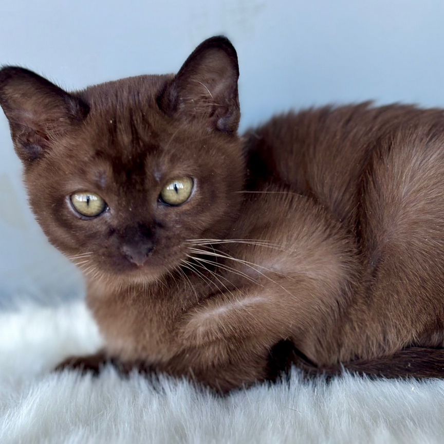 Бурманский мальчик