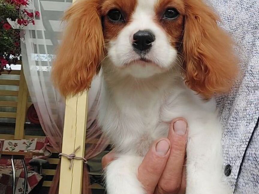 Кавалер кинг чарльз спаниель мальчик