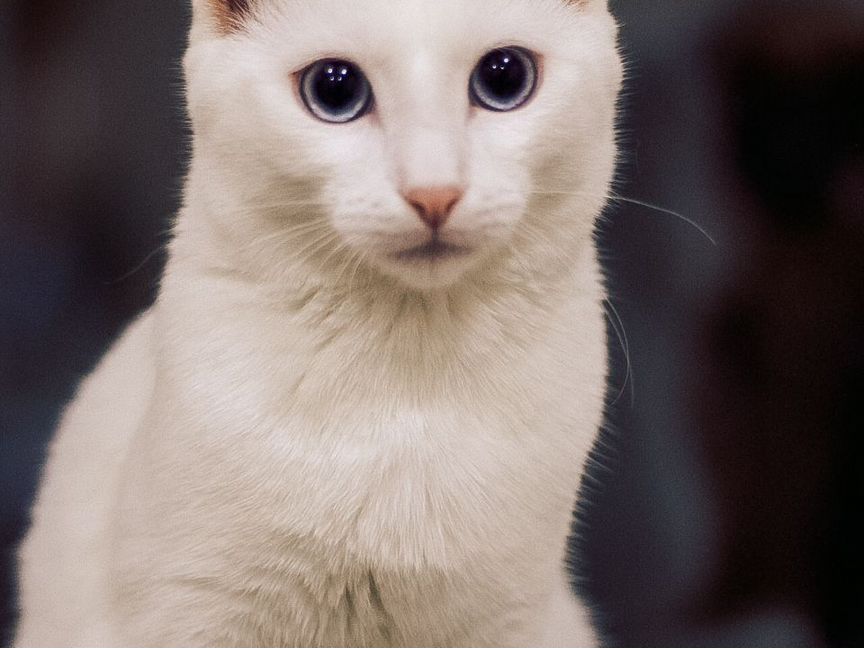 Белый котенок с голубыми глазами