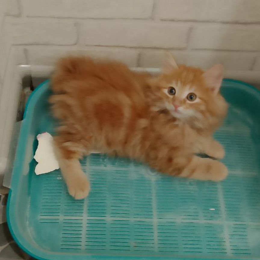 Курильский бобтейл длинношёрстный котёнок