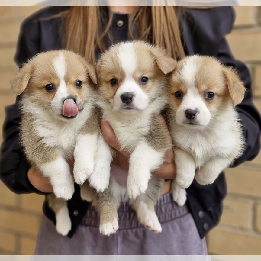 Вельш Корги Пемброк, щенок