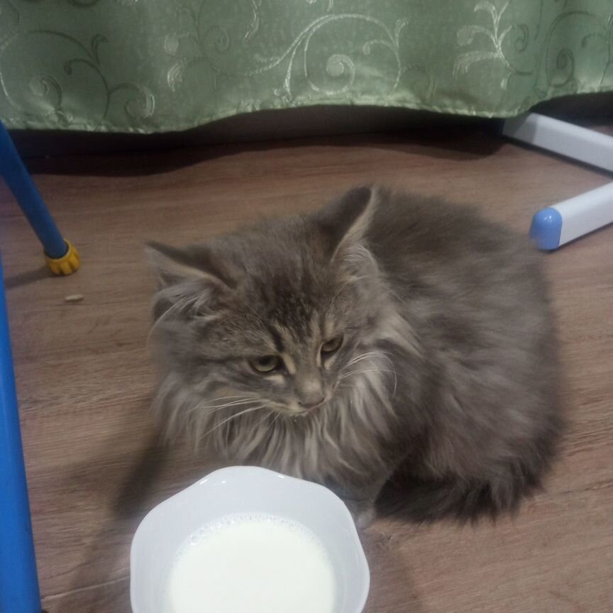 Котёнок, девочка. Подкинули и взять не можем