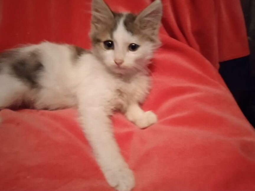 Котик котенок мальчик