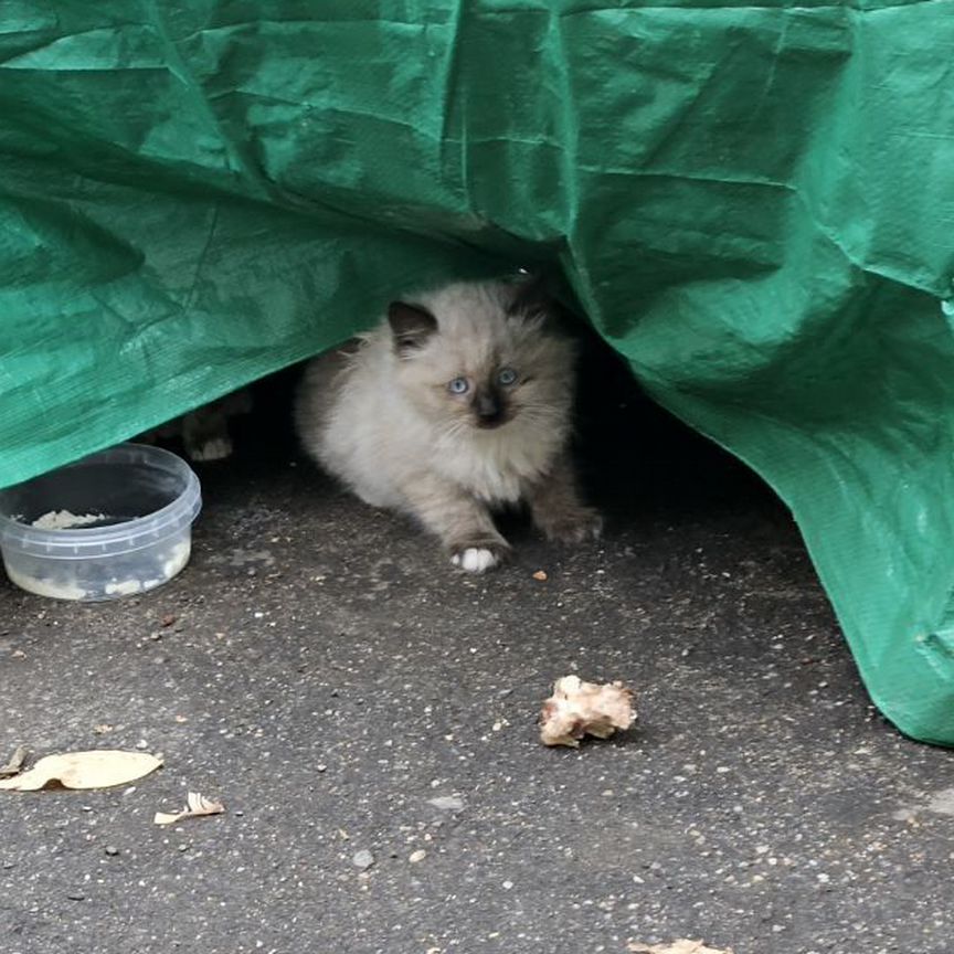 Уличные котята