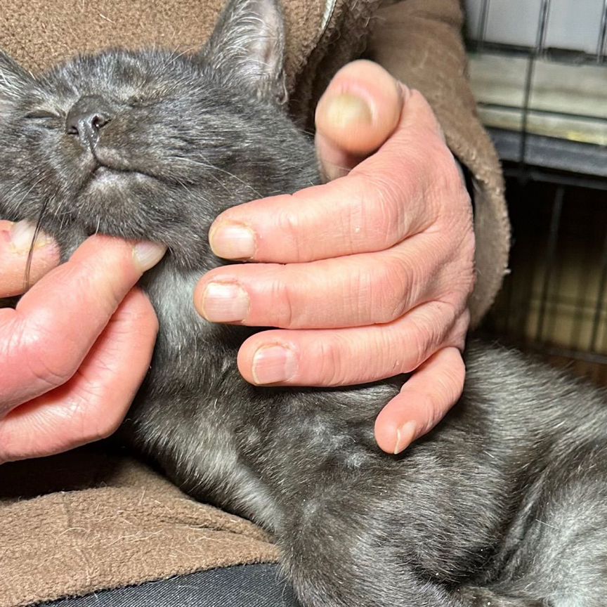 Котенок черный девочка привита