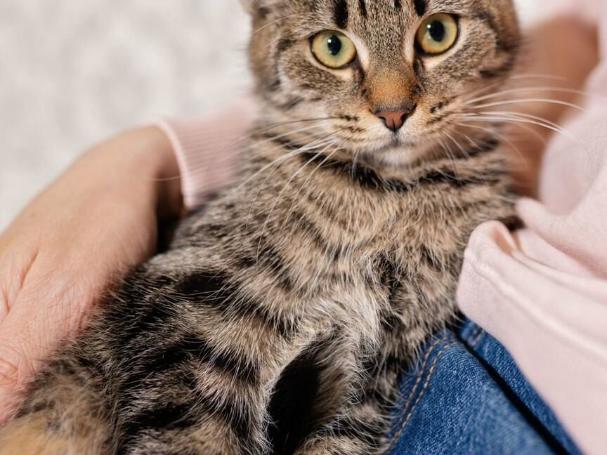 Котенок-девочка 6 месяцев
