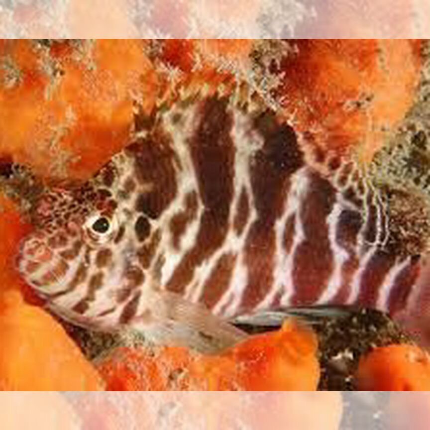 Морская рыба Пятнистый кудрепер