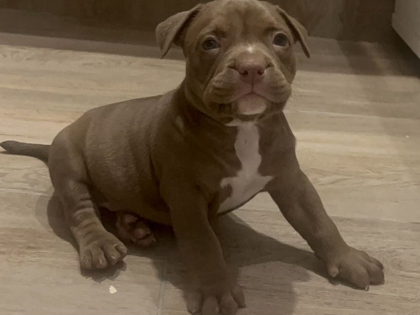 Американский булли щеночки