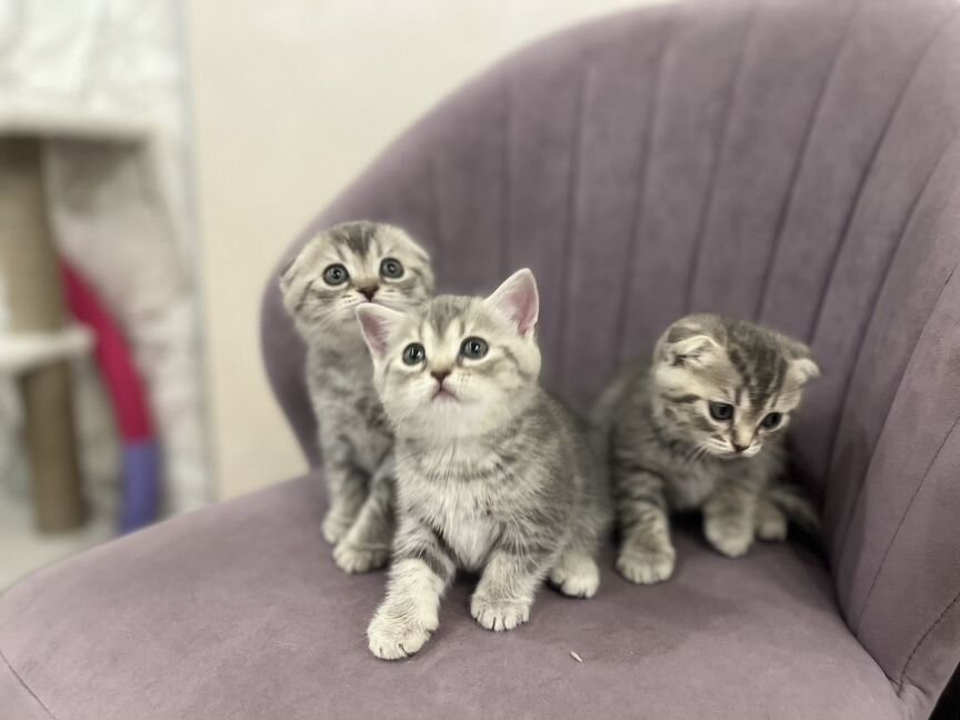 Шотланкие вислоухие котята
