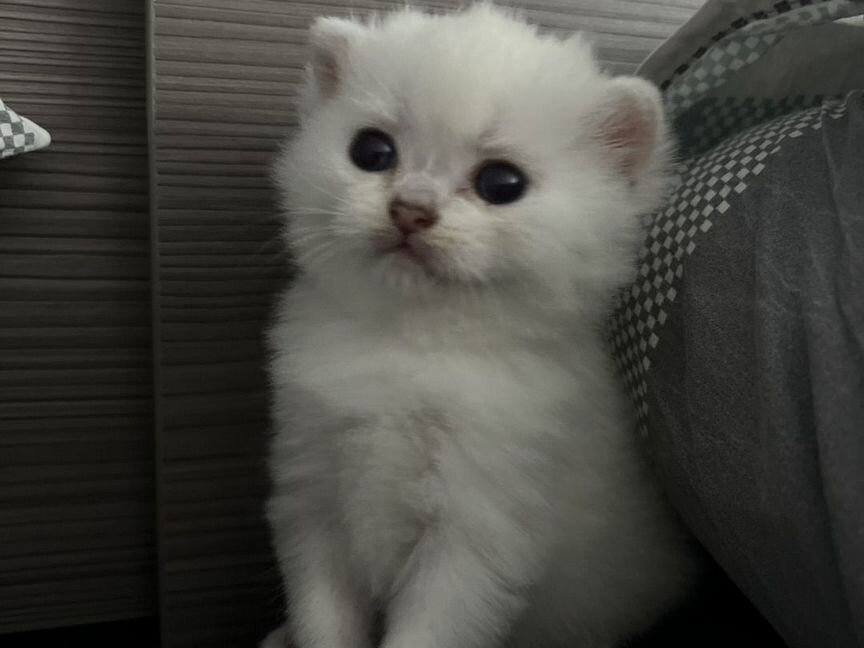 Котята британской шиншиллы