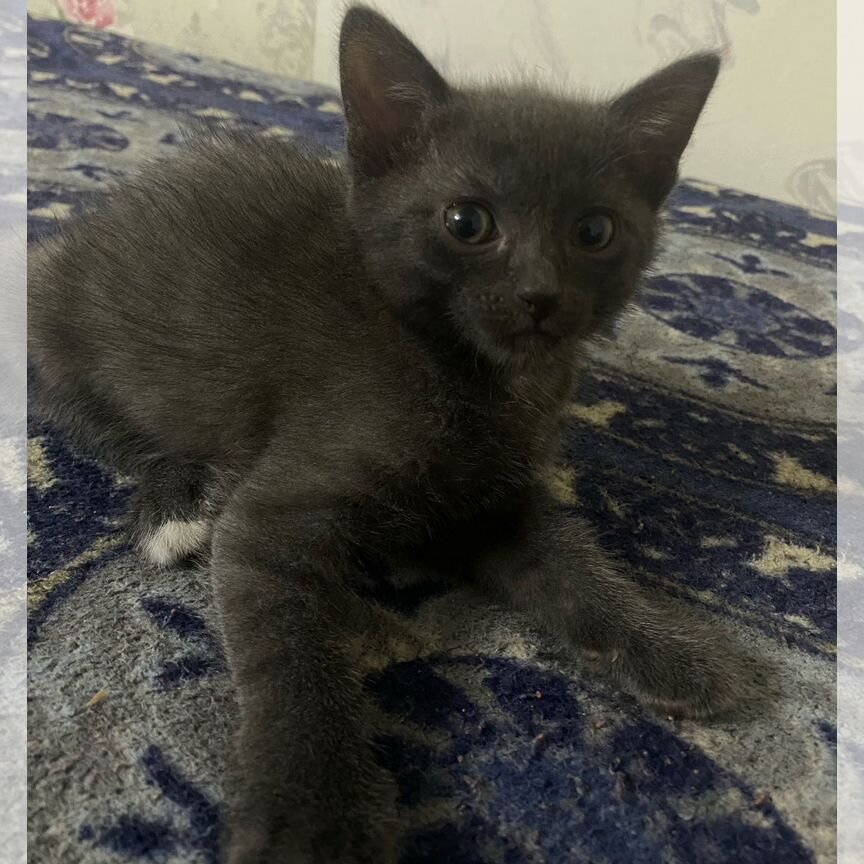 Русский голубой котёнок