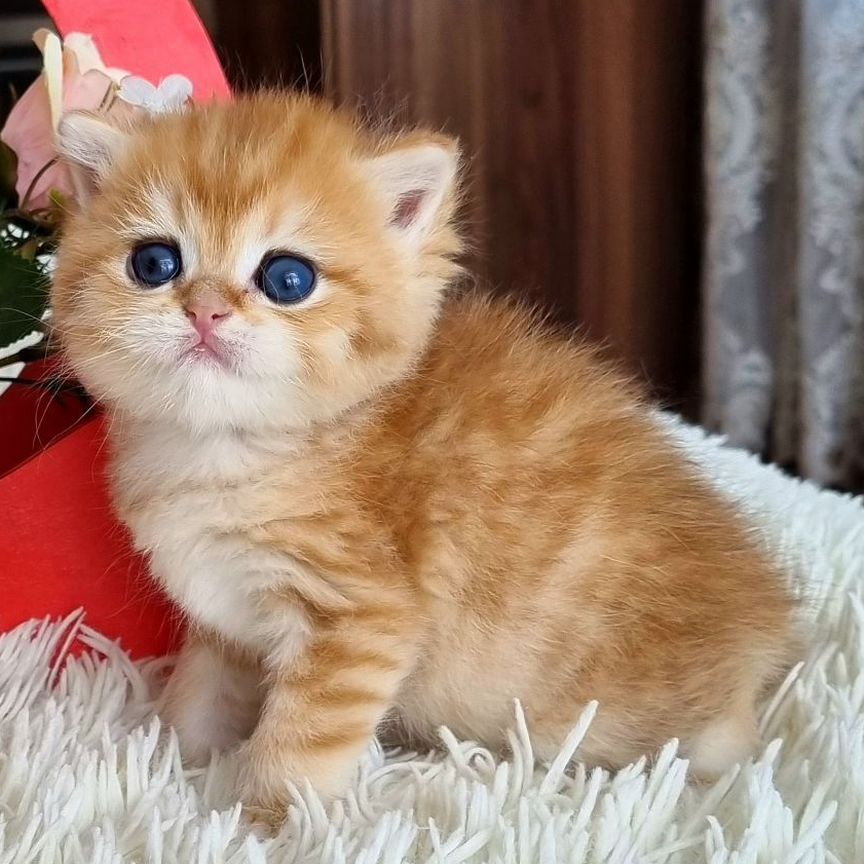 Британский короткошёрстный котёнок