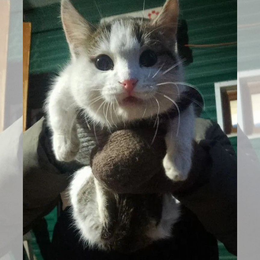 Котёнок в добрые руки