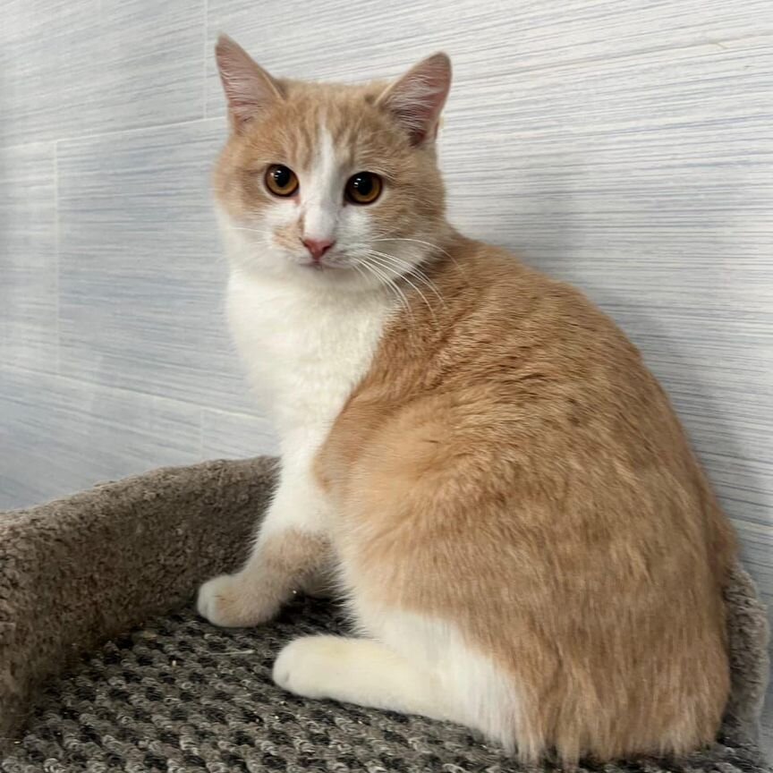 Рыженькое чудо