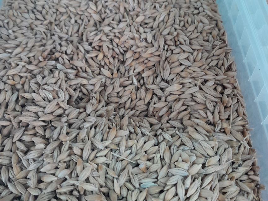 Зерно ячмень