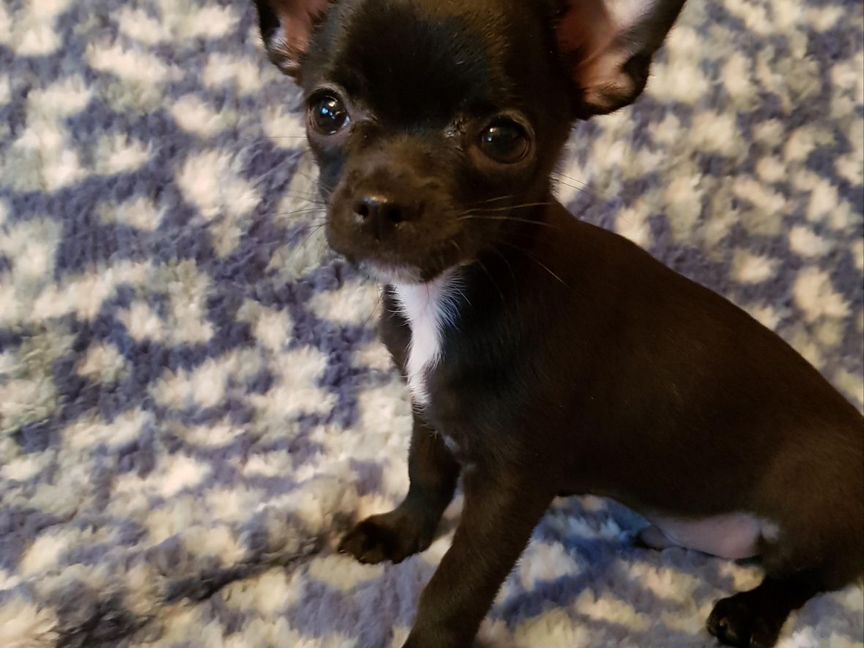 Щенки чихуахуа