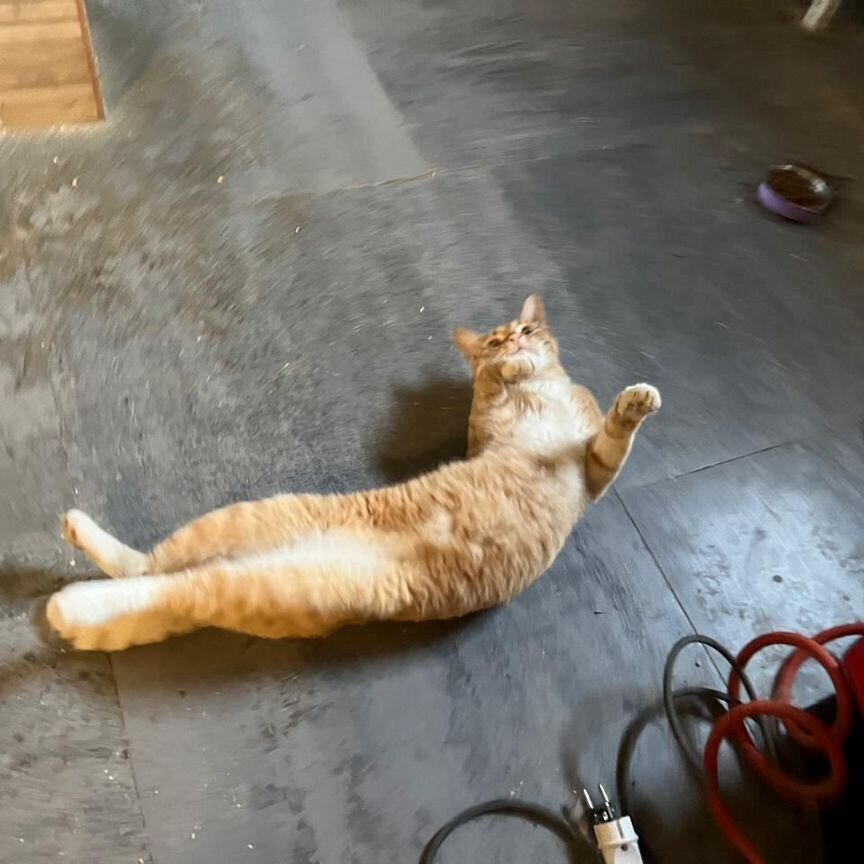Кот в дар