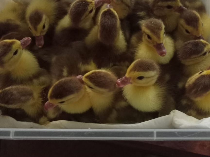 Утята индоутки